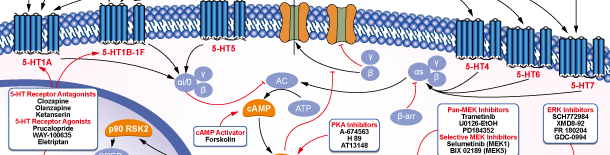 5-HT受容体 | 5-HT Receptor