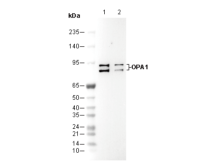 Anti-OPA1 Rabbit Antibody [M6M13] | 一次抗体