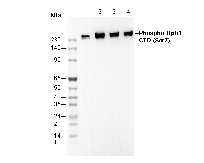Phospho-Rpb1 CTD (Ser7) Antibody [C17G21]