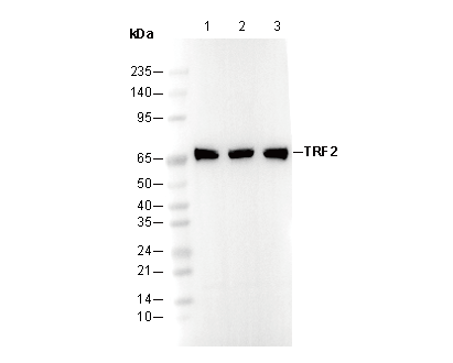 Anti-TRF2 Rabbit Antibody [P5M9] | 一次抗体