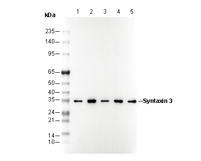 Syntaxin 3 Rabbit mAb | 一次抗体