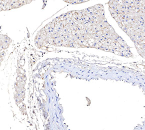 Monocyte + Macrophage Antibody [E17C4]