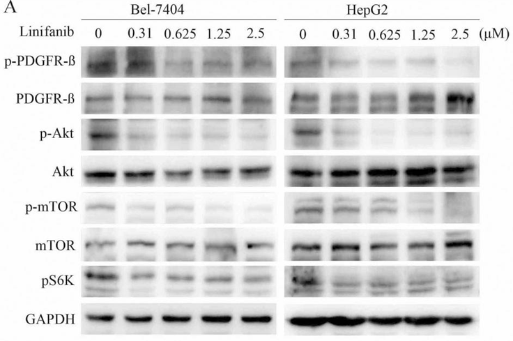 Linifanib (ABT-869) | ≥99%(HPLC) | Selleck | VEGFR 阻害剤