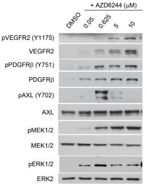 AZD6244 (Selumetinib) | ≥99%(HPLC) | Selleck | MEK 阻害剤