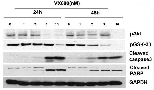 Tozasertib (VX-680) | ≥99%(HPLC) | Selleck | オーロラ・キナーゼ 阻害剤