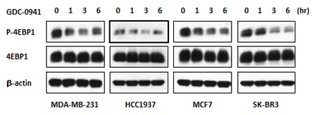 Pictilisib (GDC-0941) | ≥99%(HPLC) | Selleck | PI3K 阻害剤