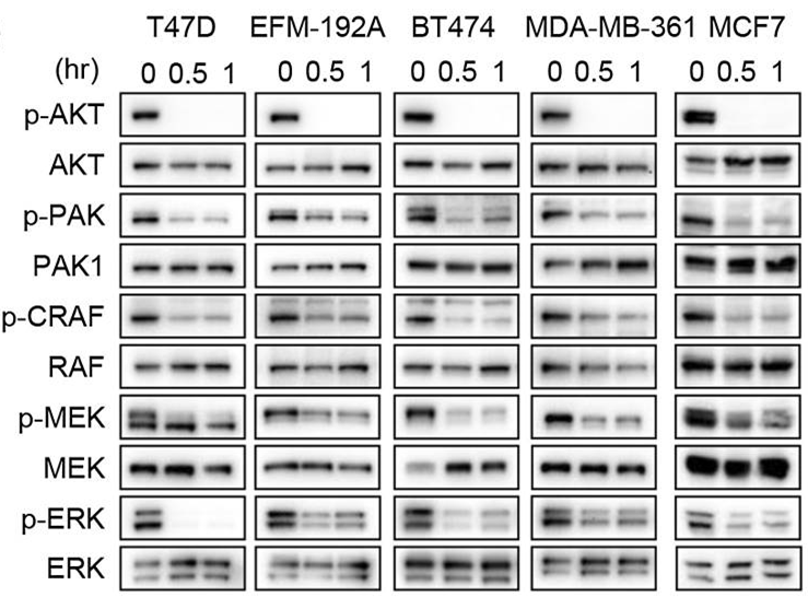 Pictilisib (GDC-0941) | ≥99%(HPLC) | Selleck | PI3K 阻害剤