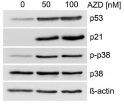 Barasertib-HQPA (AZD2811) | ≥99%(HPLC) | Selleck | オーロラ・キナーゼ 阻害剤