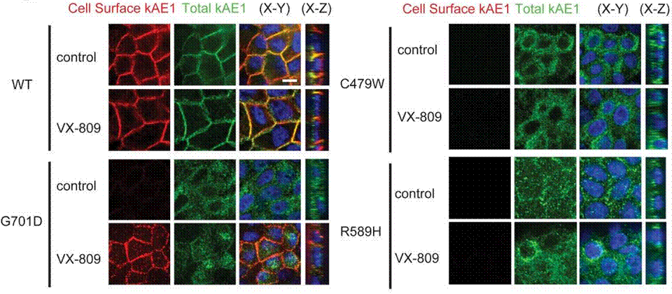 Lumacaftor (VX-809) | ≥99%(HPLC) | Selleck | CFTR 化学物質
