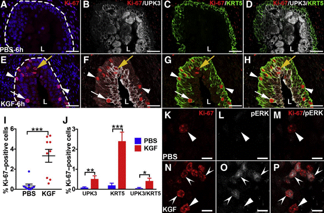 Cyclophosphamide Monohydrate | ≥99%(HPLC) | Selleck | Alkylating Agent 阻害剤