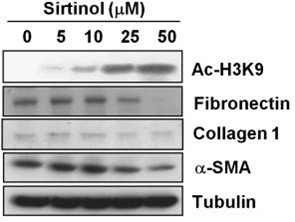 Sirtinol | ≥99%(HPLC) | Selleck | Sirtuin 阻害剤&活性剤