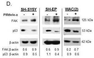 Pifithrin-α (PFTα) Hhydrobromide | ≥99%(HPLC) | Selleck | p53 阻害剤&活性剤