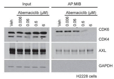 Abemaciclib (LY2835219) | ≥99%(HPLC) | Selleck | CDK 阻害剤