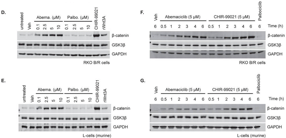 Abemaciclib (LY2835219) | ≥99%(HPLC) | Selleck | CDK 阻害剤