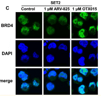Birabresib (OTX015) | ≥99%(HPLC) | Selleck | エピジェネティックリーダードメイン 阻害剤