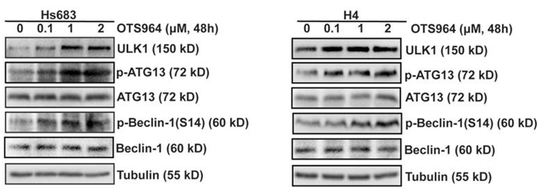 OTS964 | ≥99%(HPLC) | Selleck | 阻害剤