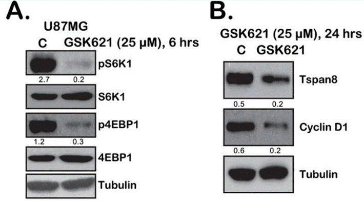 GSK621 | ≥99%(HPLC) | Selleck | AMPK 阻害剤