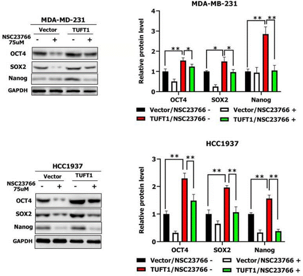 NSC 23766 trihydrochloride | ≥99%(HPLC) | Selleck | Rho 阻害剤