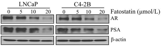 Fatostatin HBr | ≥99%(HPLC) | Selleck | SREBP 阻害剤