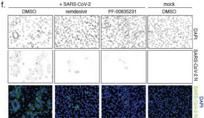 GS-5734 (Remdesivir) | ≥99%(HPLC) | Selleck | Antiviral 阻害剤