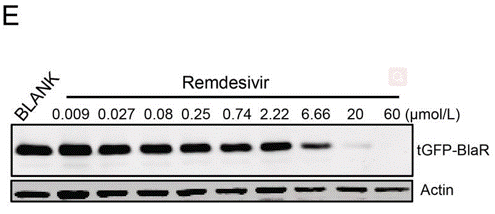 GS-5734 (Remdesivir) | ≥99%(HPLC) | Selleck | Antiviral 阻害剤