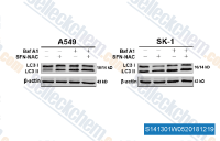 Bafilomycin A1(Baf-A1) | プロトンポンプ 阻害剤
