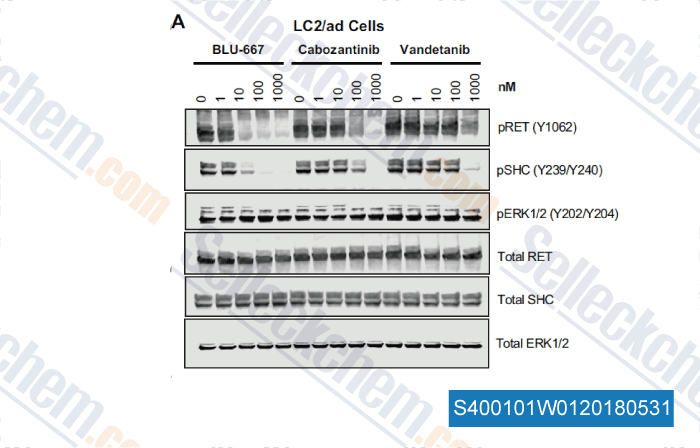 Cabozantinib malate (XL184) | VEGFR 阻害剤