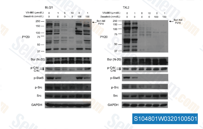 Tozasertib (VX-680, MK-0457) | オーロラ・キナーゼ 阻害剤