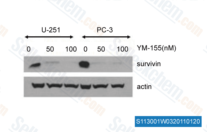 YM155 (Sepantronium Bromide) | Survivin 阻害剤
