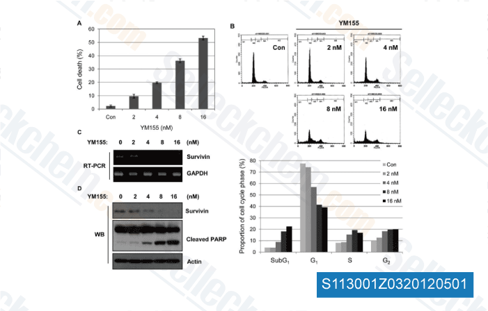 YM155 (Sepantronium Bromide) | Survivin 阻害剤